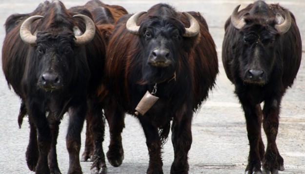 Büyükbaş Hayvan Yetiştiriciliği Yaparak Para Kazanmak | Paratic